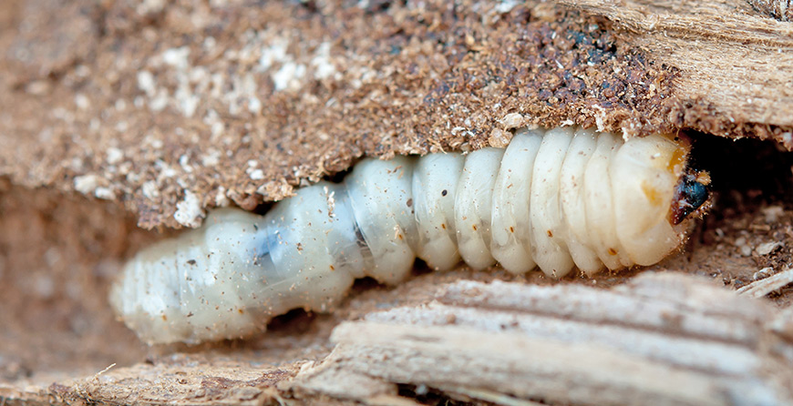 A Complete Guide to Treating Woodworm - Tapco HomeDry, London A Complete Guide to Treating Woodworm - Tapco HomeDry, London