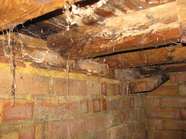 Woodworm Infestations: What Are The Causes?