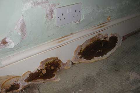 Dry Rot Treatment - Wood and Wet Rot Repair